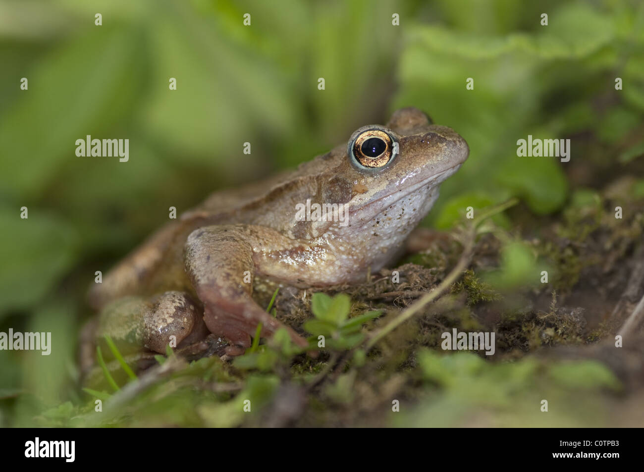 British Common Frog Stock Photos & British Common Frog Stock Images - Alamy