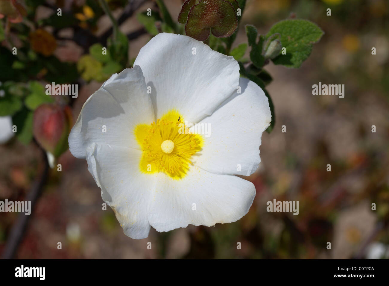 Cistus sp hi-res stock photography and images - Alamy