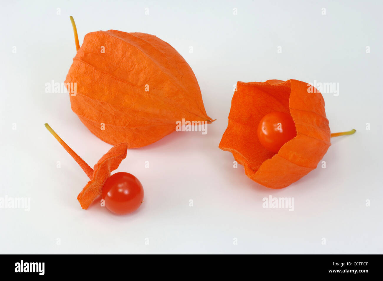 Bladder-cherry, Chinese Lantern, Japanese-lantern (Physalis alkekengi ...