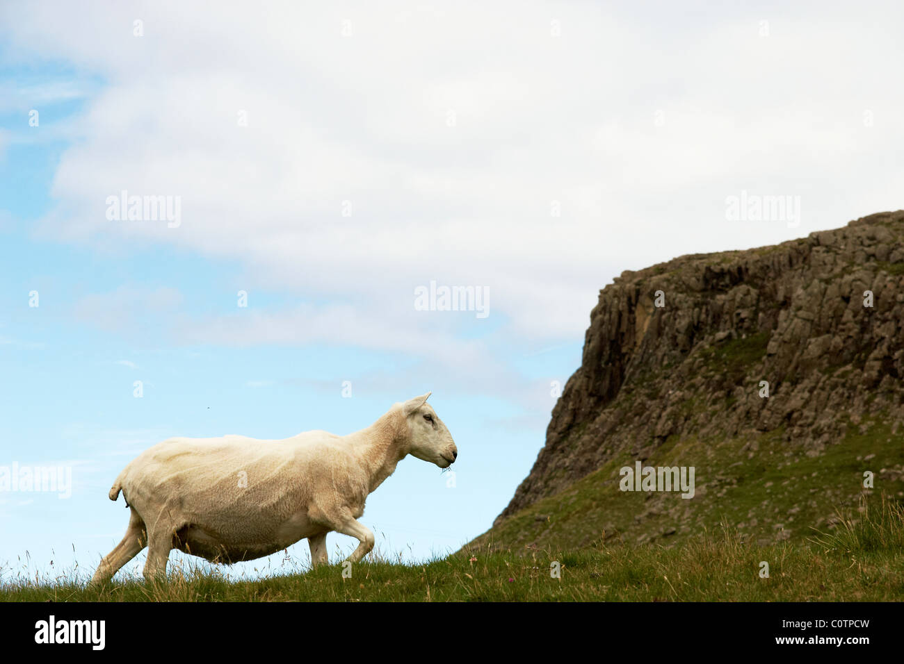 Freshly sheared sheep hi-res stock photography and images - Alamy