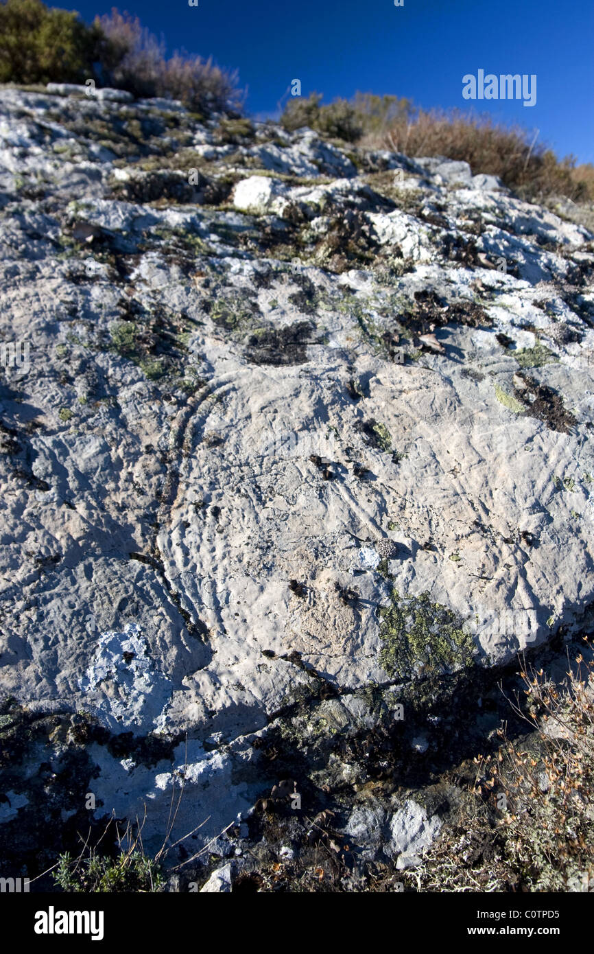 Quartzite and fossil hi-res stock photography and images - Alamy