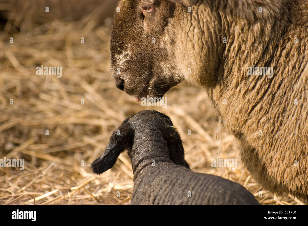 Old country sheep breed hi-res stock photography and images - Alamy