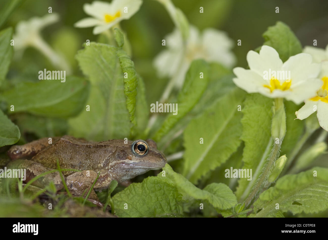 A Common frog sitting amongst primroses in the British Countryside ...