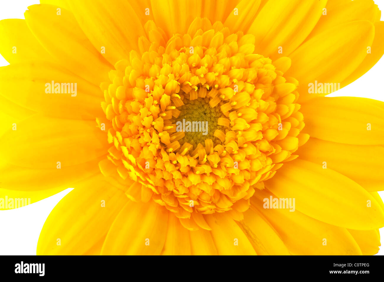 Yellow Gerber flower macro on white background Stock Photo - Alamy