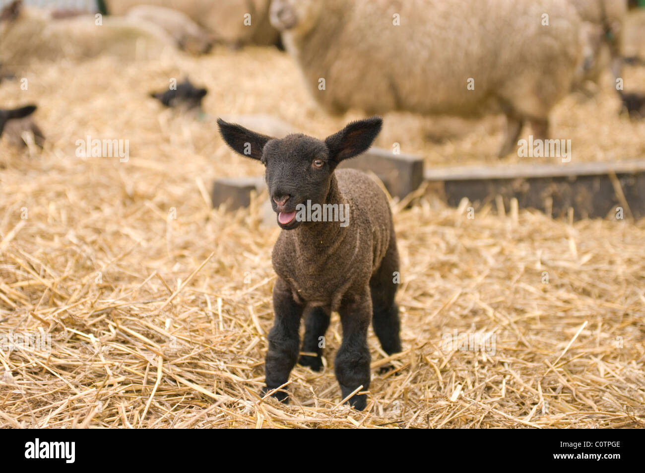 Ram Bleating High Resolution Stock Photography and Images - Alamy