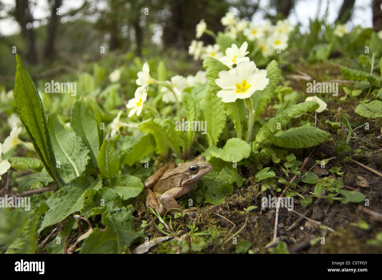 A Common frog sitting amongst primroses in the British Countryside ...