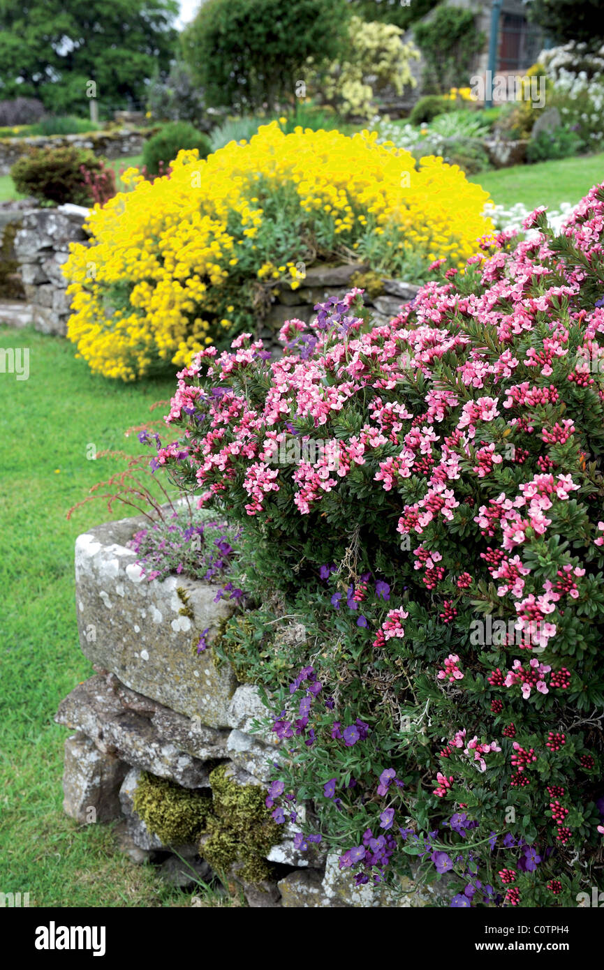 Yellow flowers grow in garden hi-res stock photography and images - Alamy