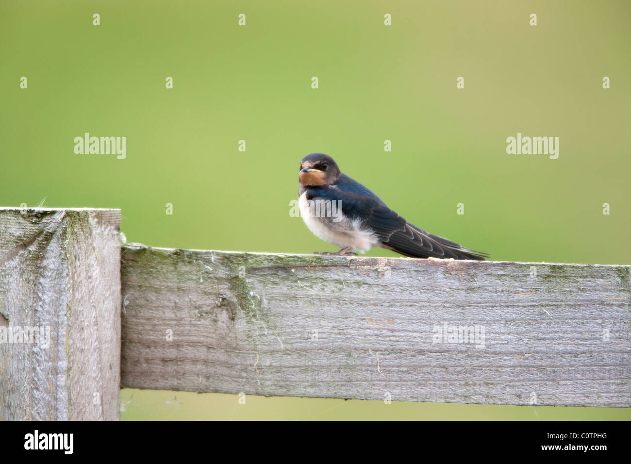 Barn Swallow Hirundo rustica immature / juvenile perched on a wood ...