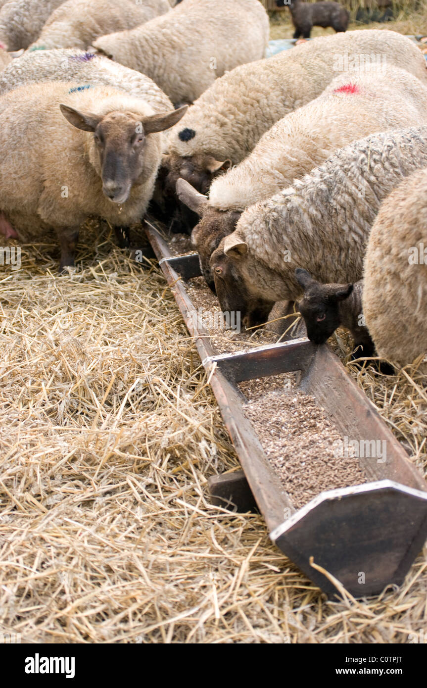 Feeding trough suckling hi-res stock photography and images - Alamy
