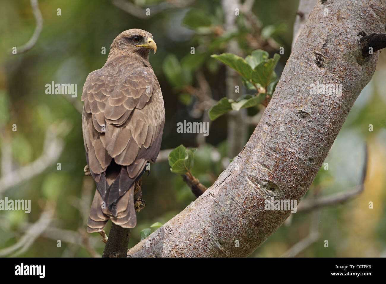Yellow-billed Kite (Milvus parasitus Stock Photo - Alamy