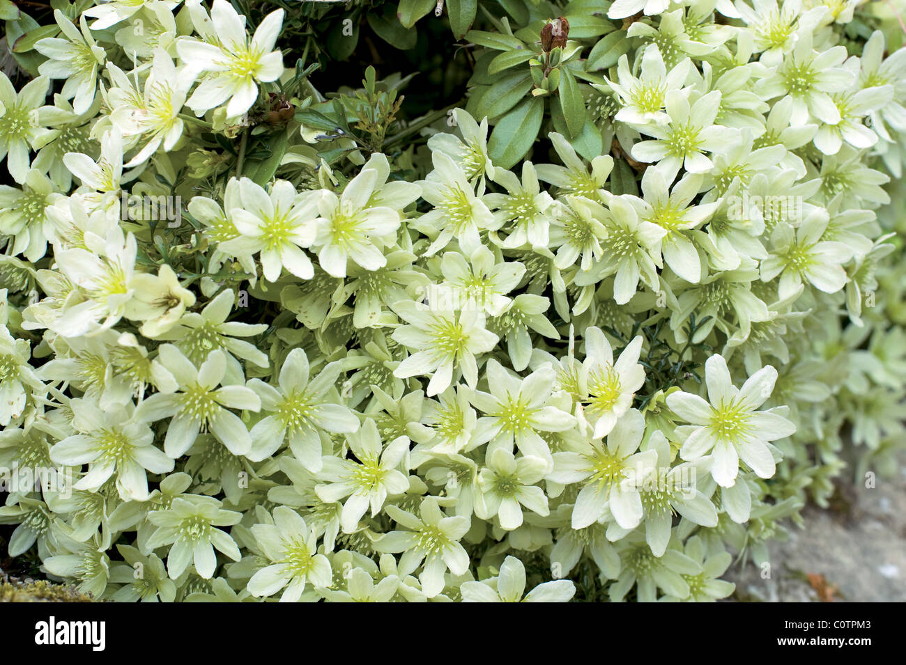 Small Flowering Clematis Plant Stock Photo - Alamy