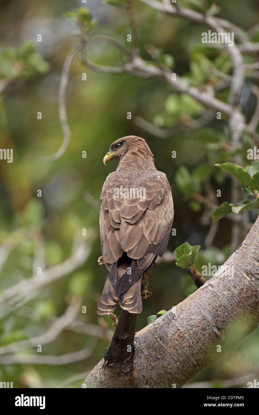 Yellow-billed Kite (Milvus parasitus Stock Photo - Alamy