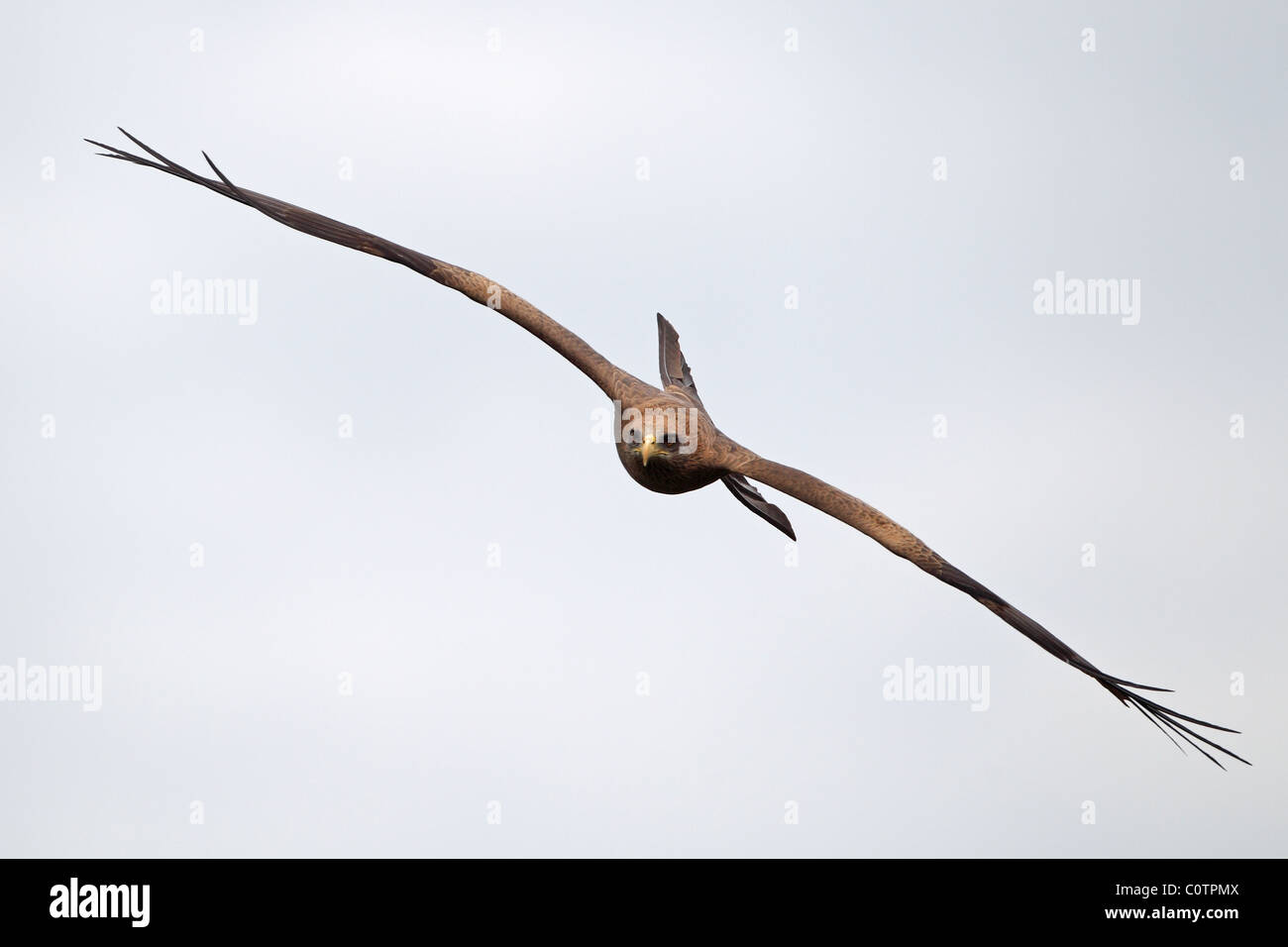 Yellow-billed Kite (Milvus parasitus Stock Photo - Alamy