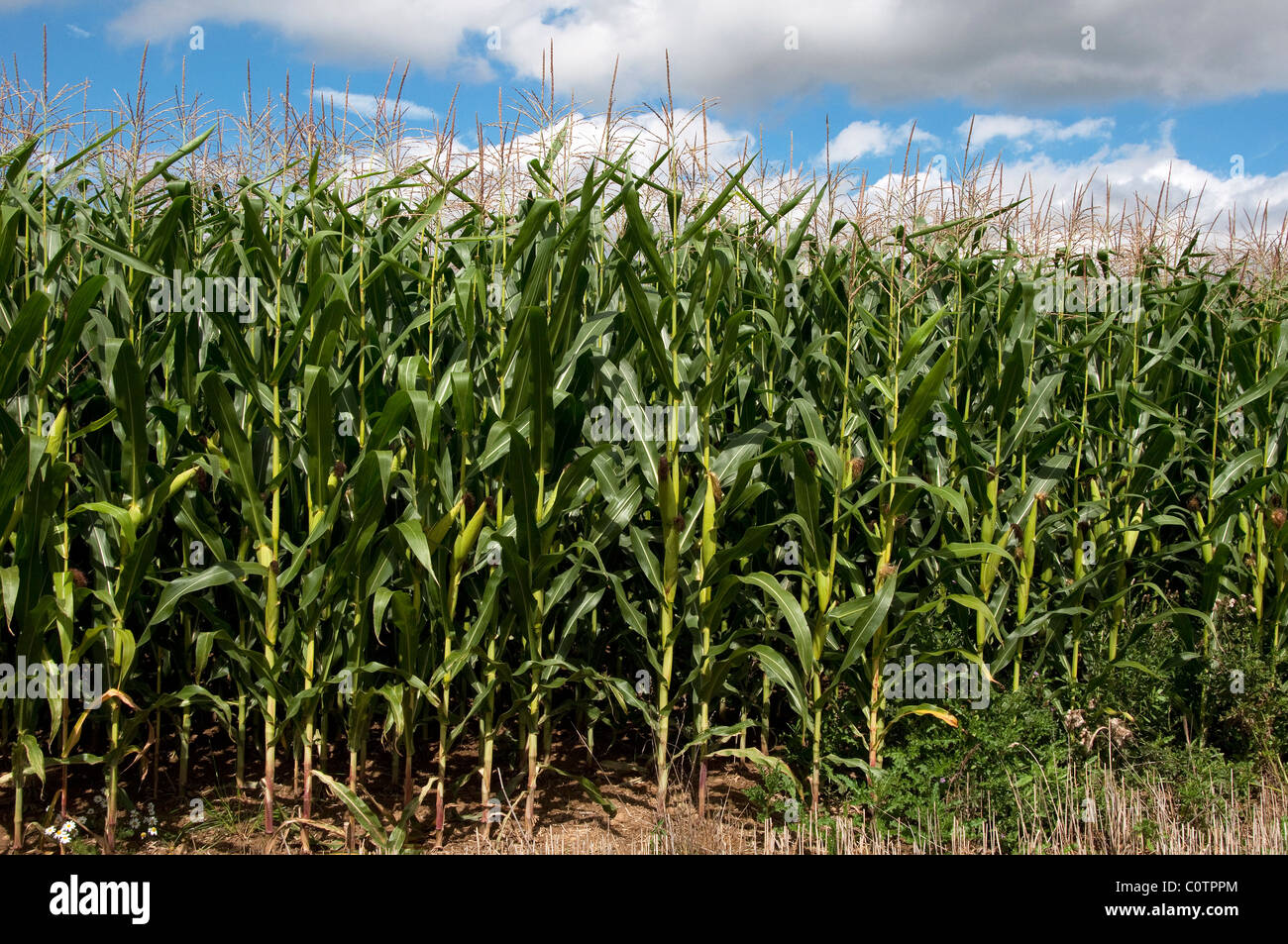 Maize field biogas plant hi-res stock photography and images - Alamy