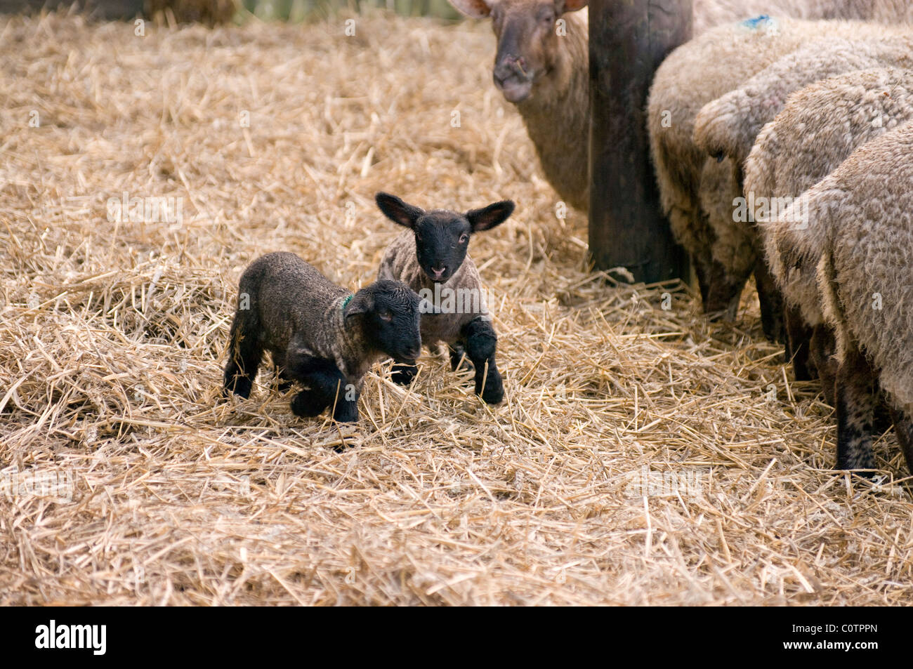 Gamboling hi-res stock photography and images - Alamy
