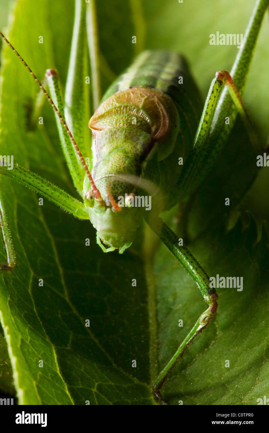 Grasshopper leaf hi-res stock photography and images - Alamy