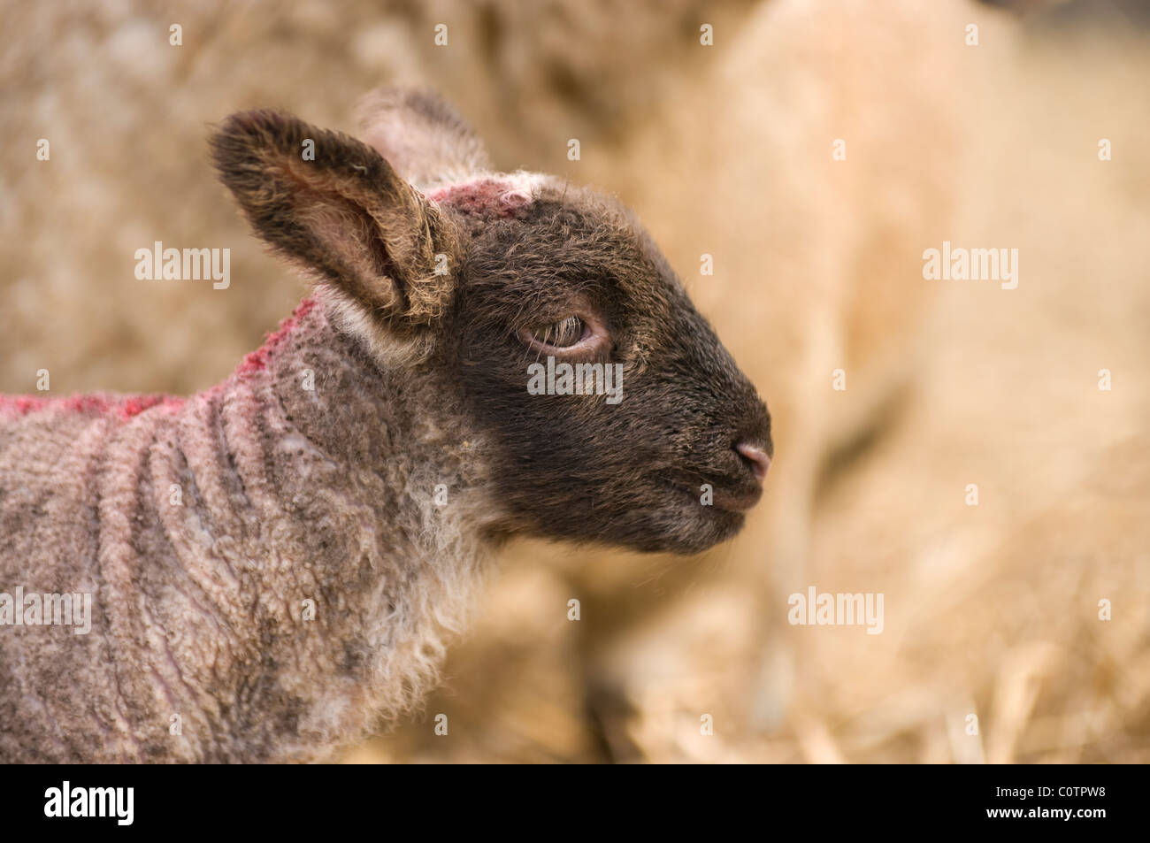 Baby lamb shear hi-res stock photography and images - Alamy