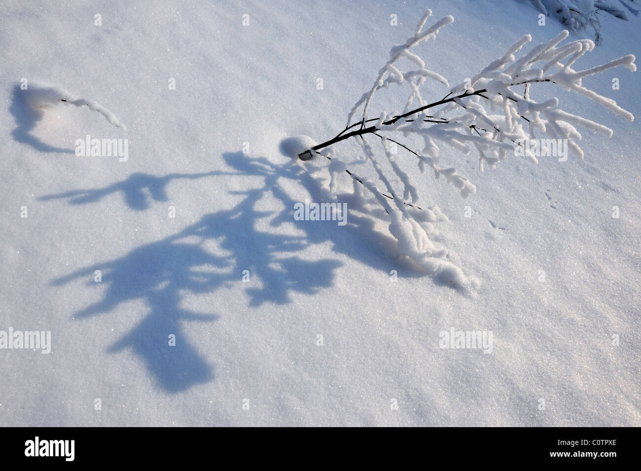 winter, natur,mystery, natural, nature, outdoor, root, scene, season ...