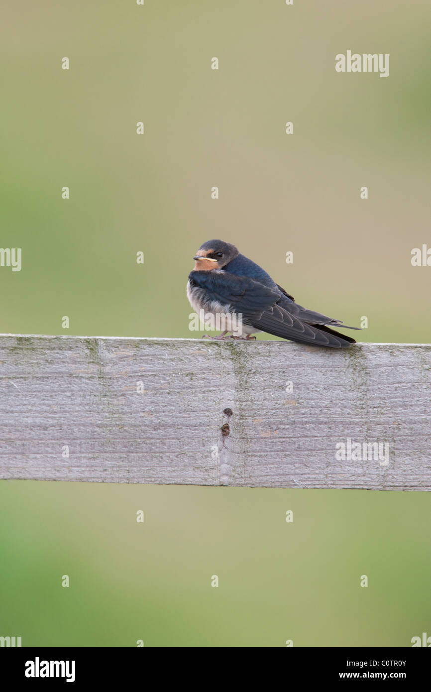 Barn Swallow Hirundo rustica immature / juvenile perched on a wood ...