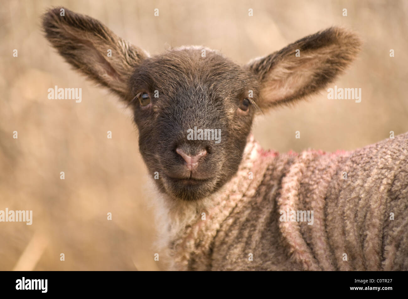 Food trough for sheep hi-res stock photography and images - Alamy
