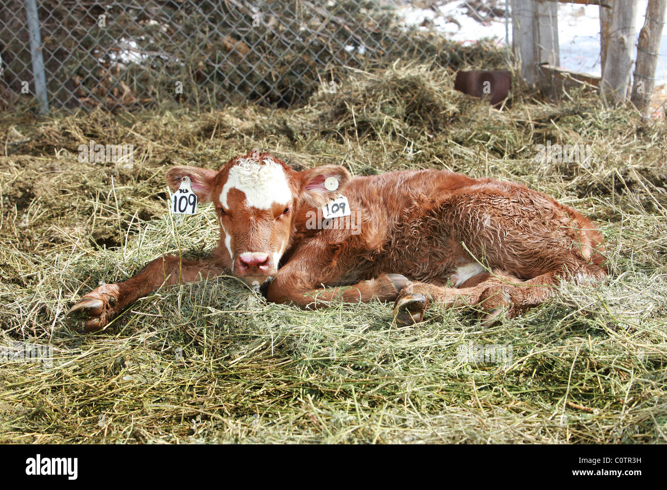 Calf laying hi-res stock photography and images - Alamy