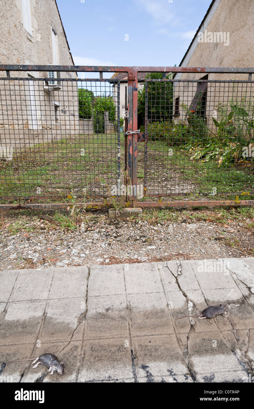 Rats in the countryside hi-res stock photography and images - Alamy