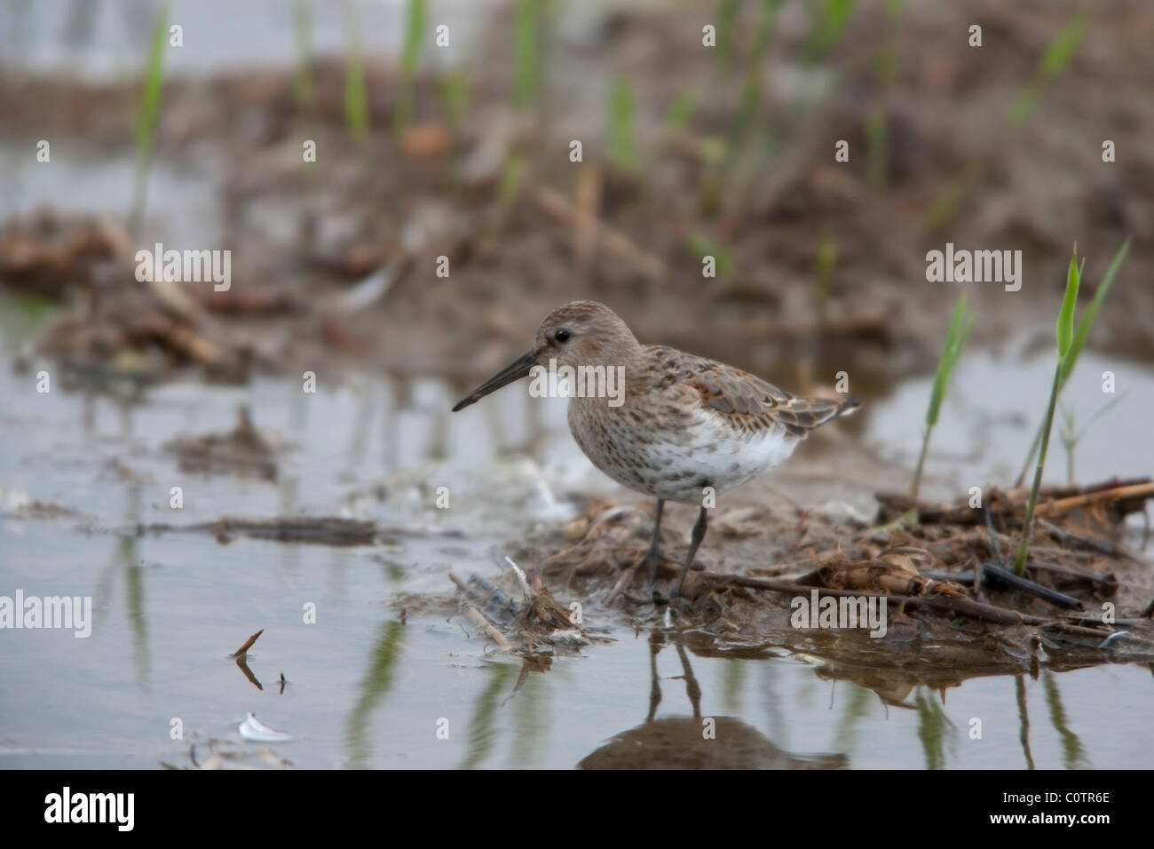 Non breeding plumage hi-res stock photography and images - Alamy