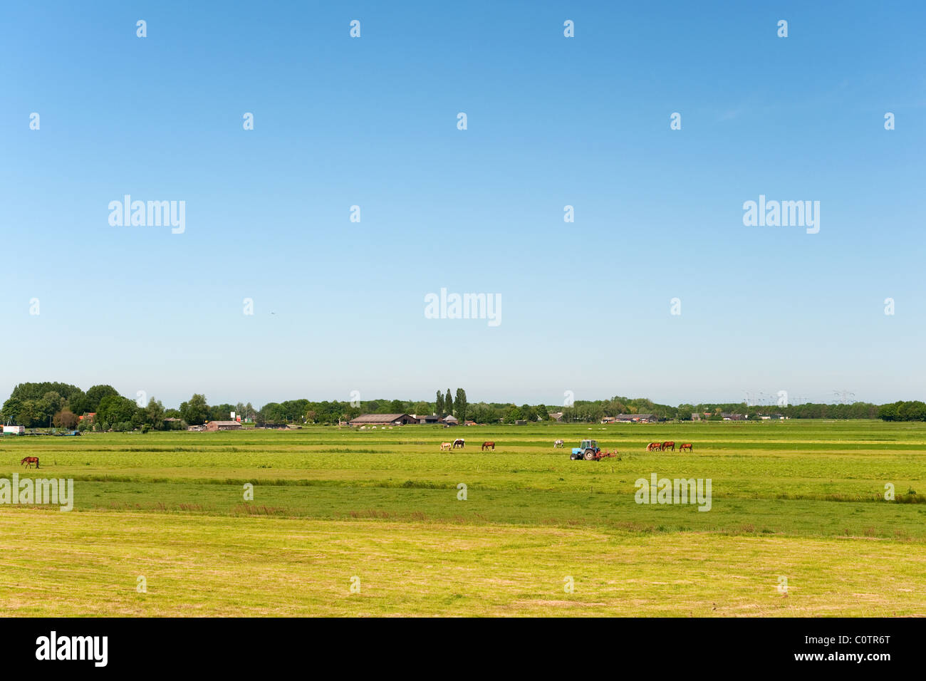 Typical flat Dutch landscape with pastures and farm houses Stock Photo ...