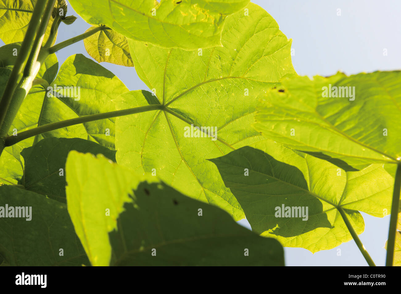 The magnificent leaves of the Foxglove Tree Stock Photo - Alamy