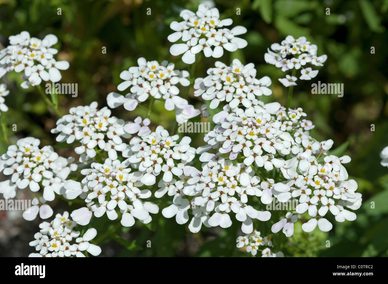 Rocket Candytuft, Iberis (Iberis amara), flowering Stock Photo - Alamy