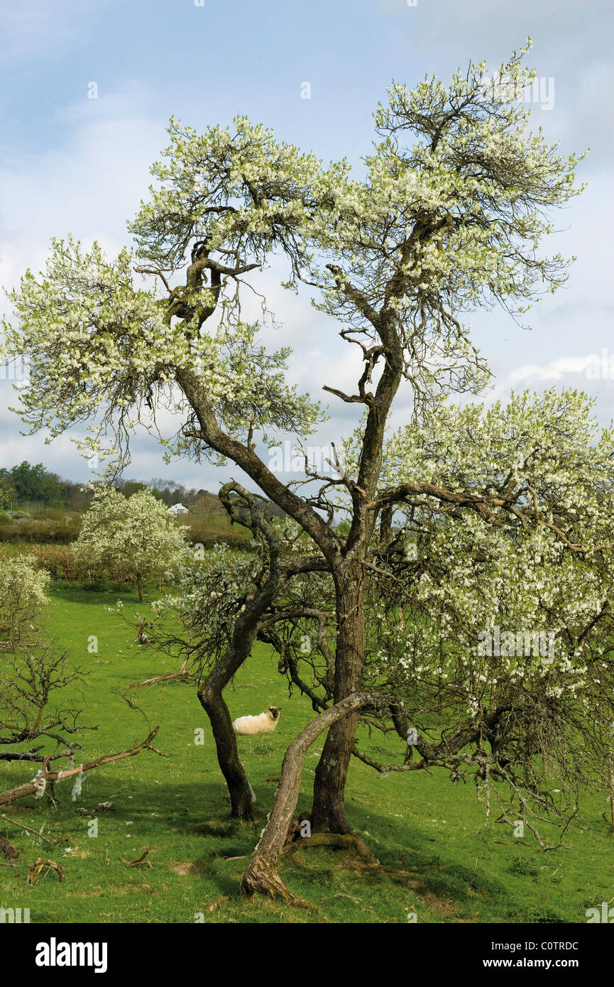 Damson tree hi-res stock photography and images - Alamy