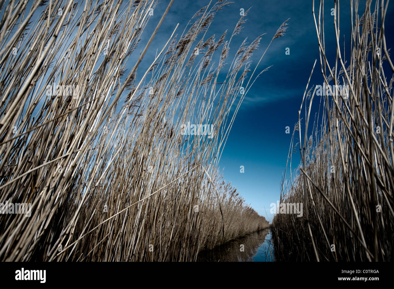 Norfolk Landscape -reeds in winter sunshine Stock Photo - Alamy