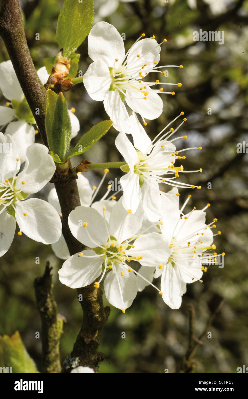 Damson blossom hi-res stock photography and images - Alamy