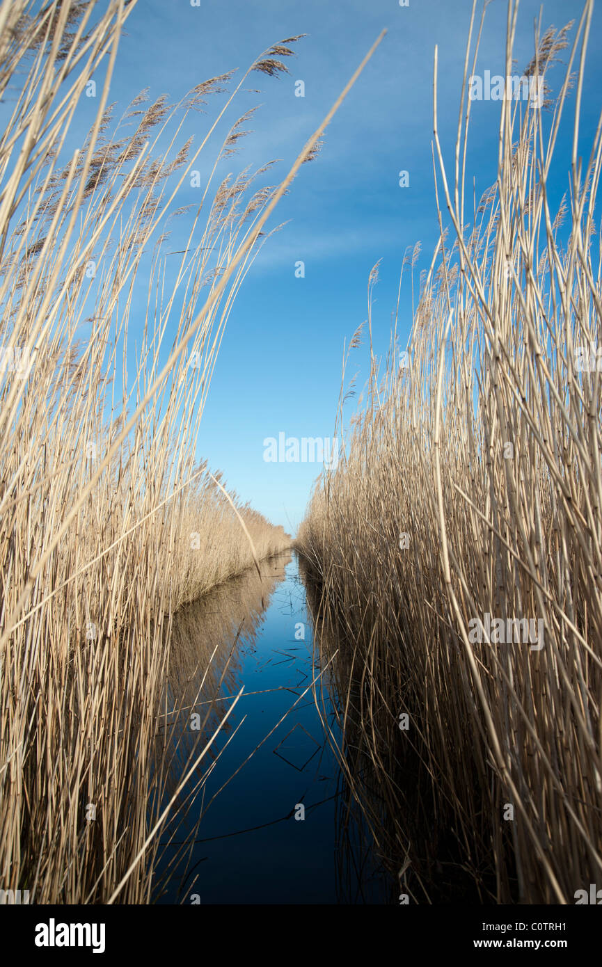 Norfolk Landscape -reeds in winter sunshine Stock Photo - Alamy