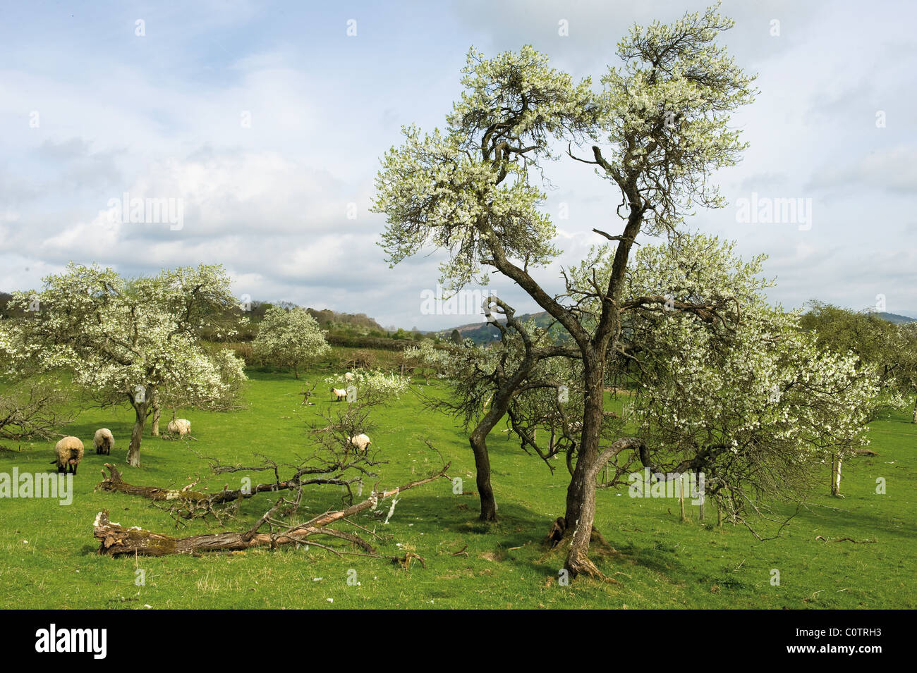 Damson Trees and Blossom in the Lyth Valley Cumbria Lake District Stock ...