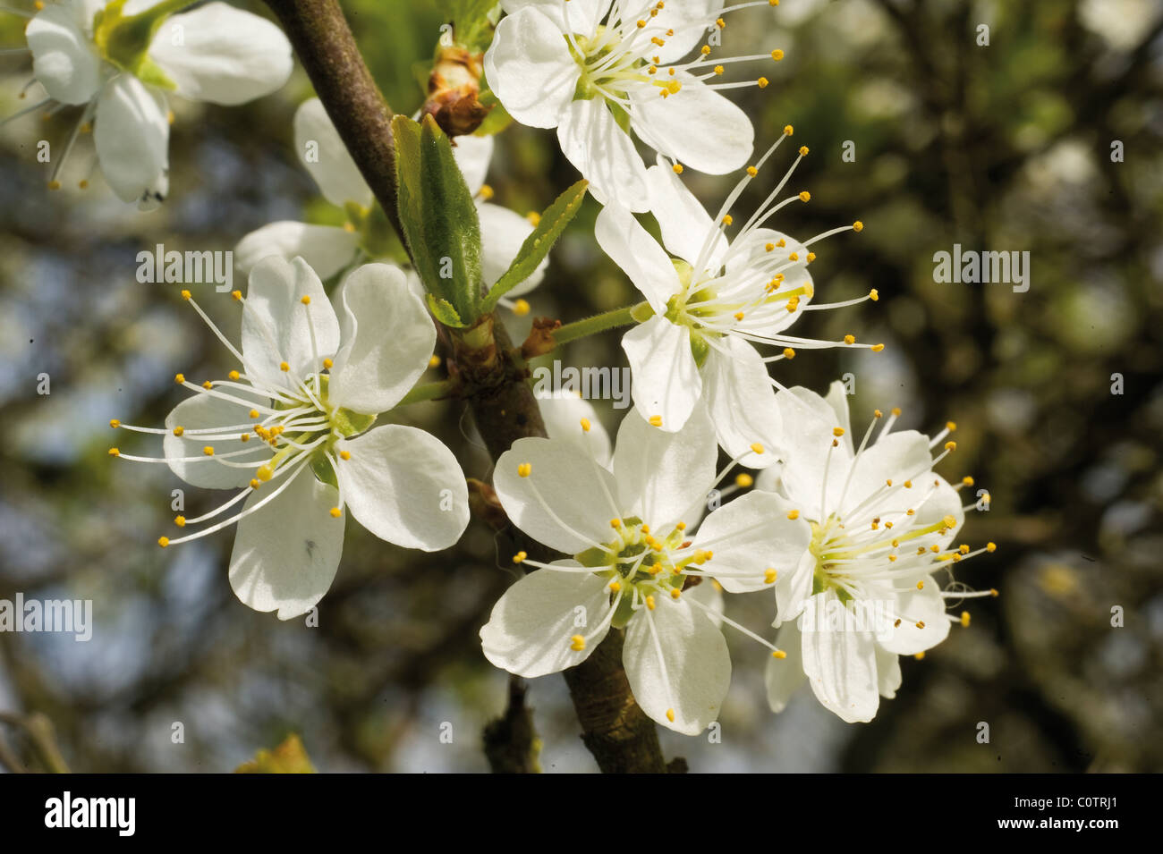 Damson blossom hi-res stock photography and images - Alamy