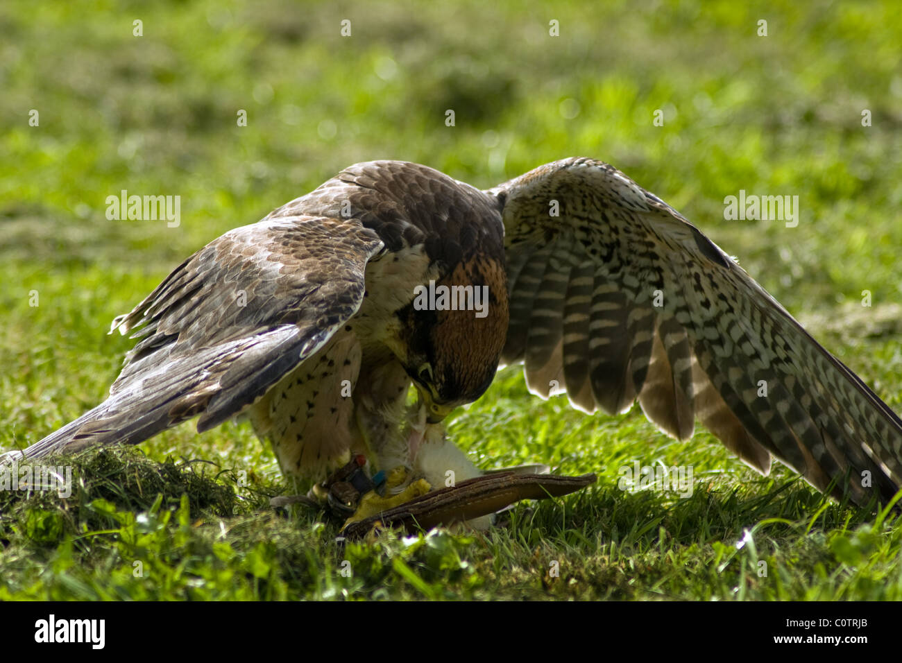 Harris Hawk eating lunch at Rosliston Forestry Center in Derbyshire UK ...
