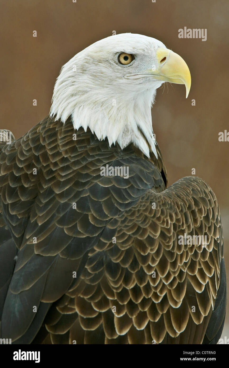 American hunters Cut Out Stock Images & Pictures - Alamy