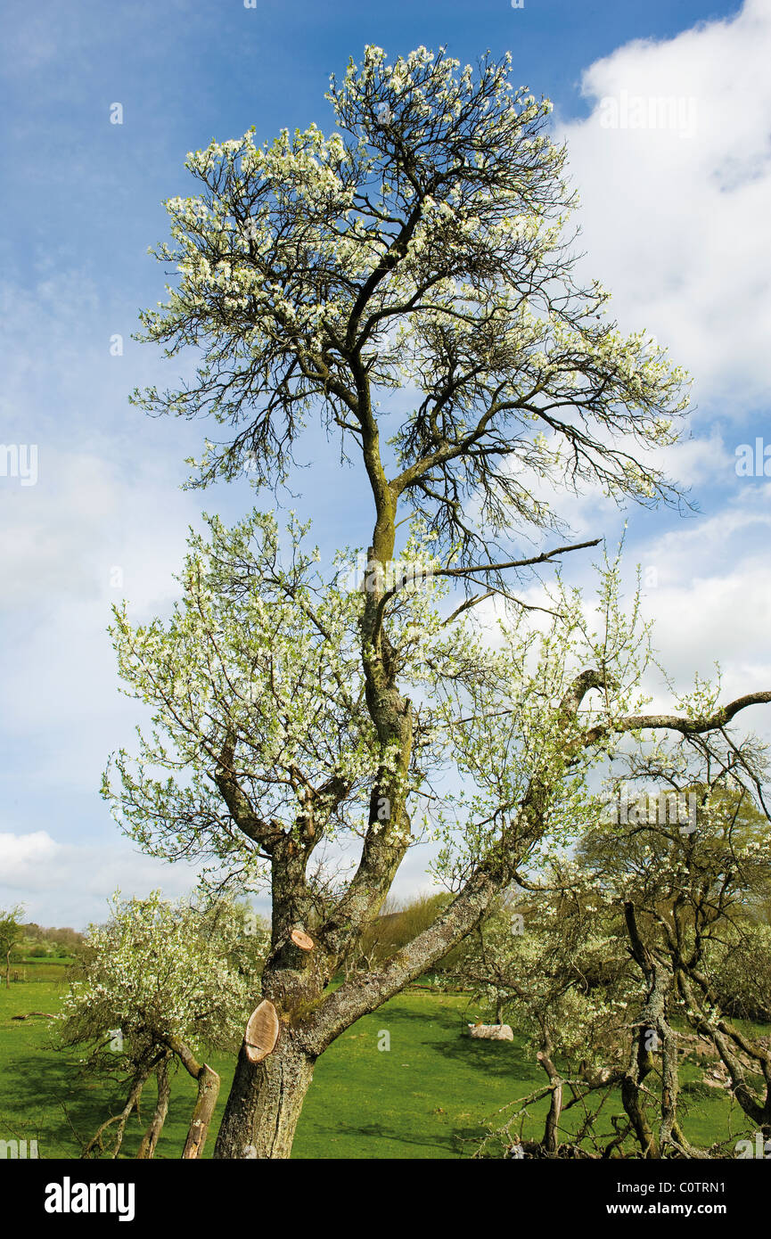 Damson tree hi-res stock photography and images - Alamy