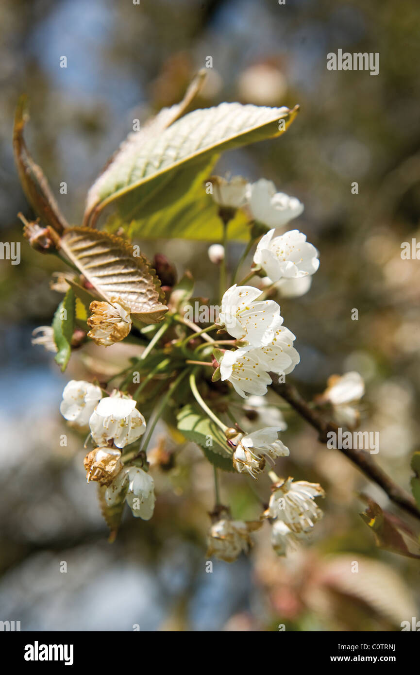 Damson tree hi-res stock photography and images - Alamy