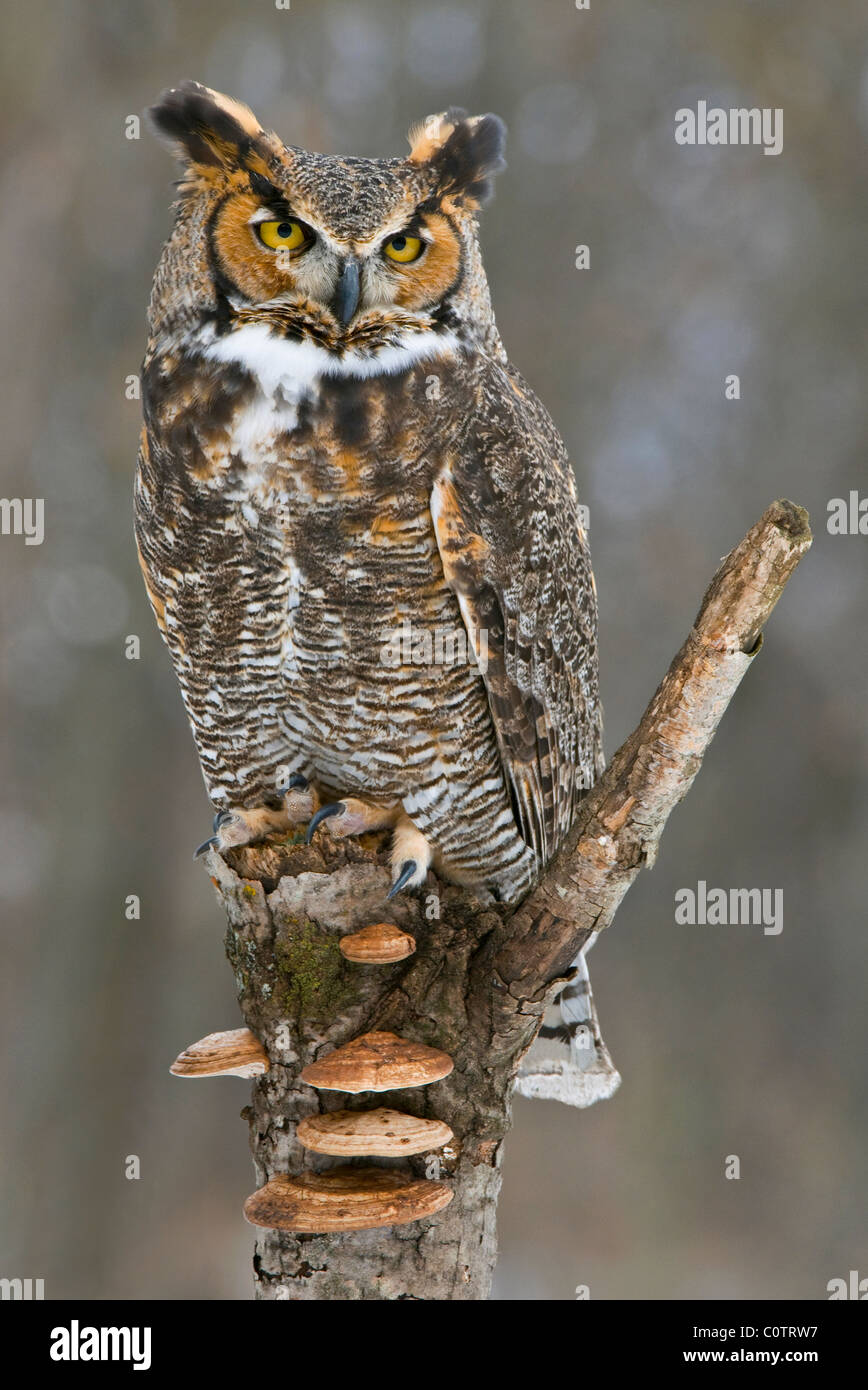 Great Horned Owl Bubo virginianus perched on stump Eastern N America ...