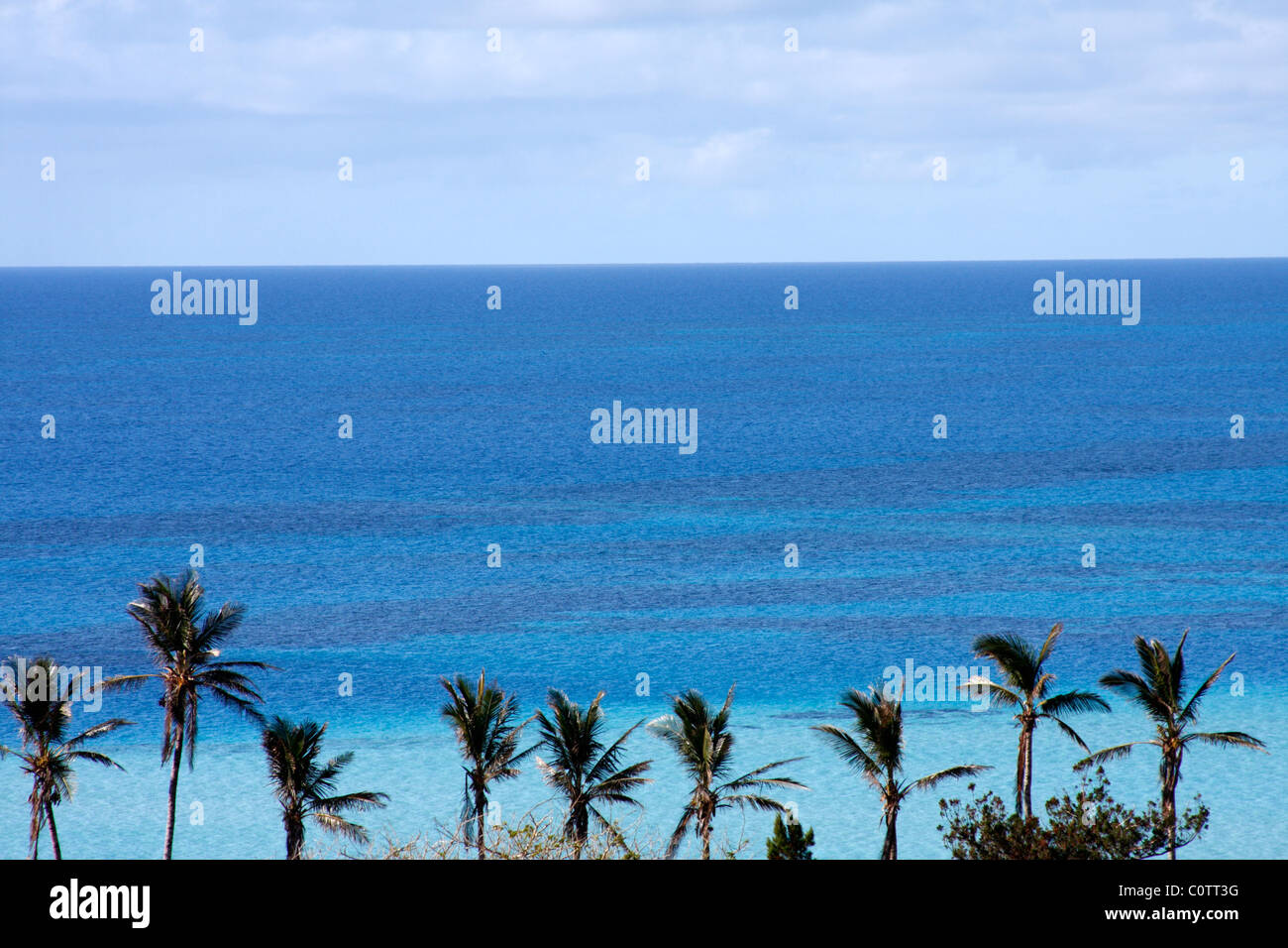 Bermuda palm trees hi-res stock photography and images - Alamy