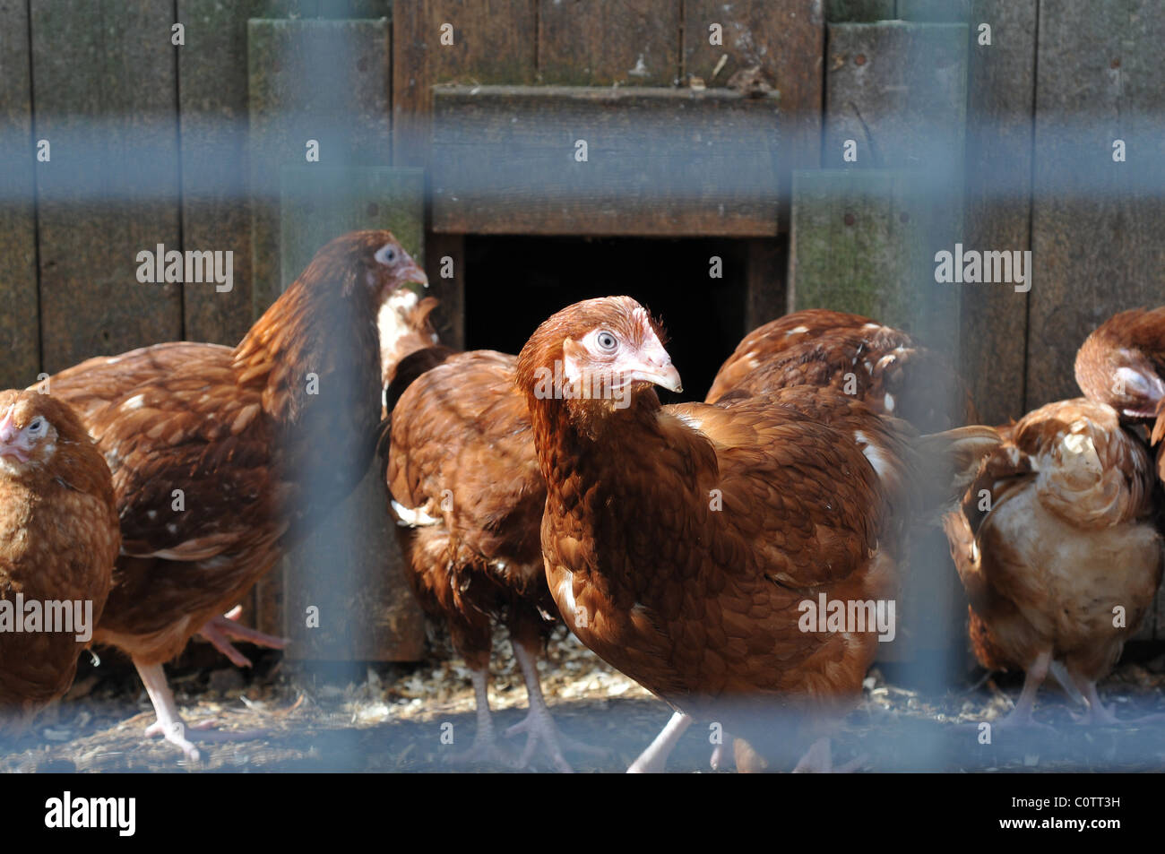 Battery farm chickens hi-res stock photography and images - Alamy