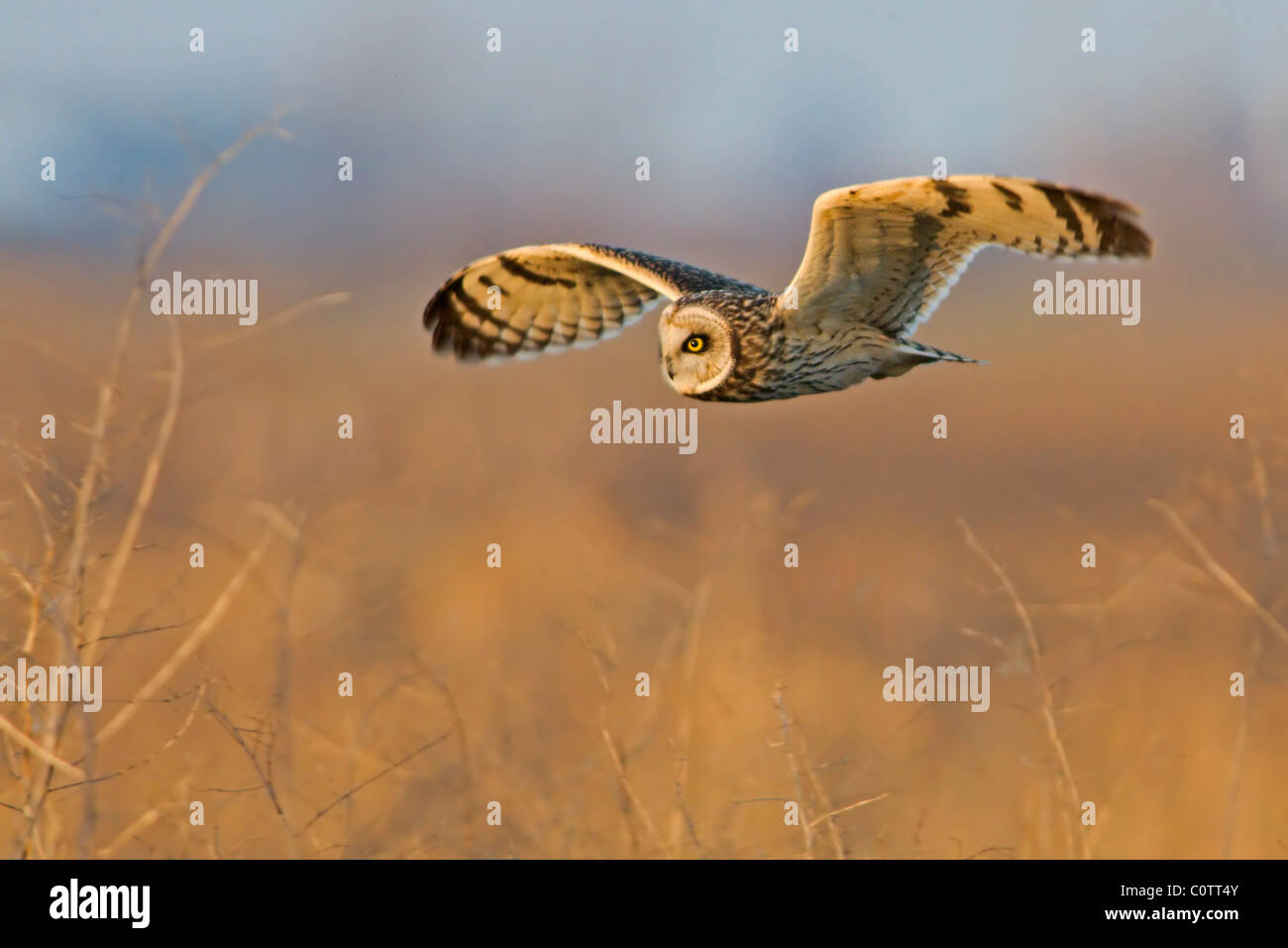 short-eared owl in flight Stock Photo - Alamy
