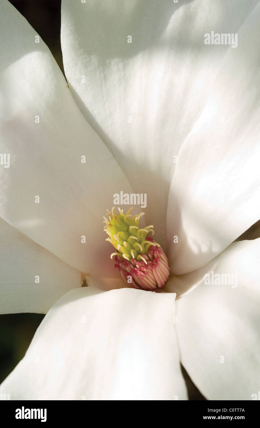 Magnolia grandiflora goliath hi-res stock photography and images - Alamy