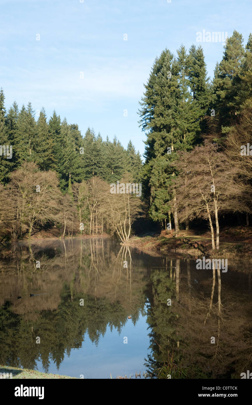 Soudley ponds in the Forest of Dean Stock Photo - Alamy