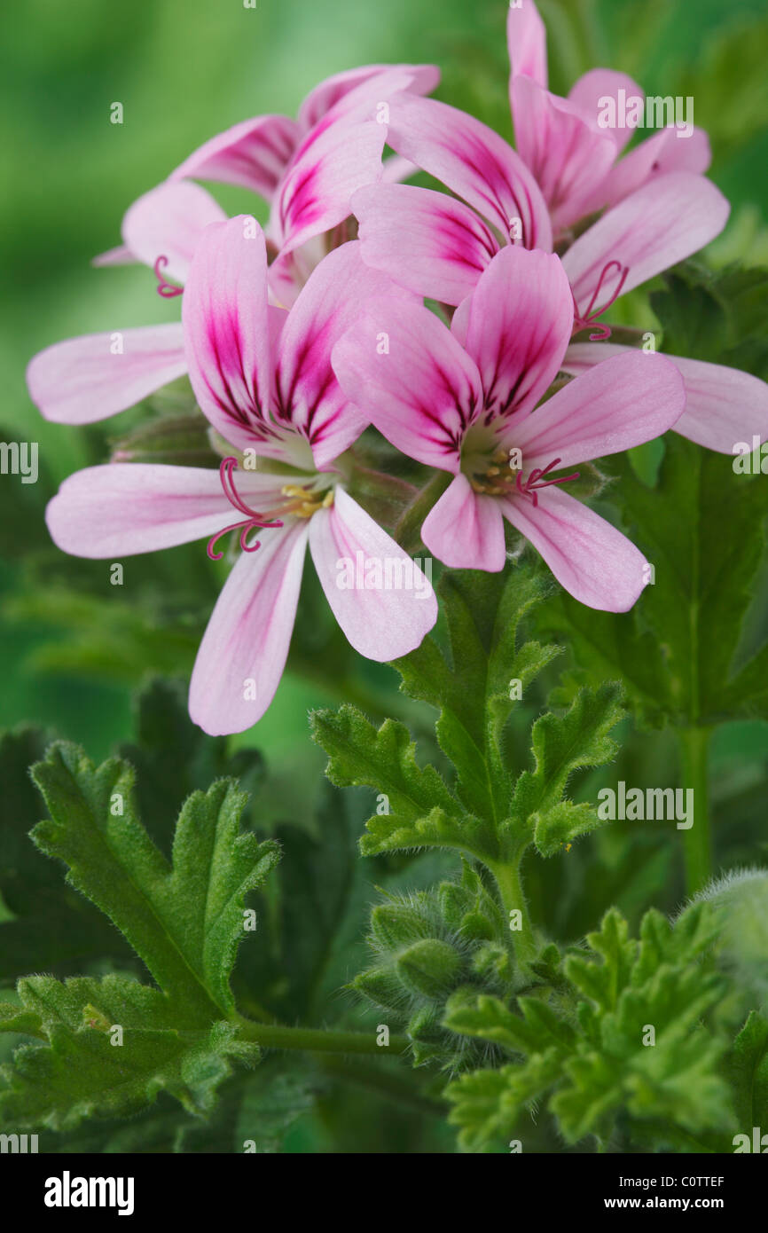 Pelargonium 'Little Gem' (Geranium) Scented-leaved May Stock Photo - Alamy