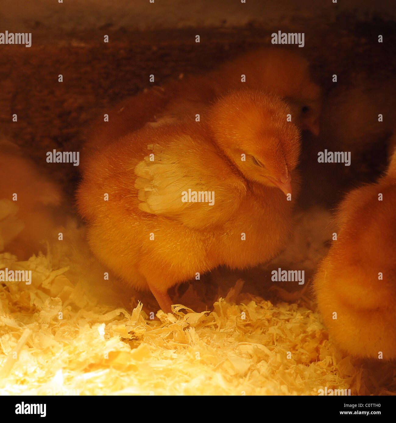 New born chick hi-res stock photography and images - Alamy