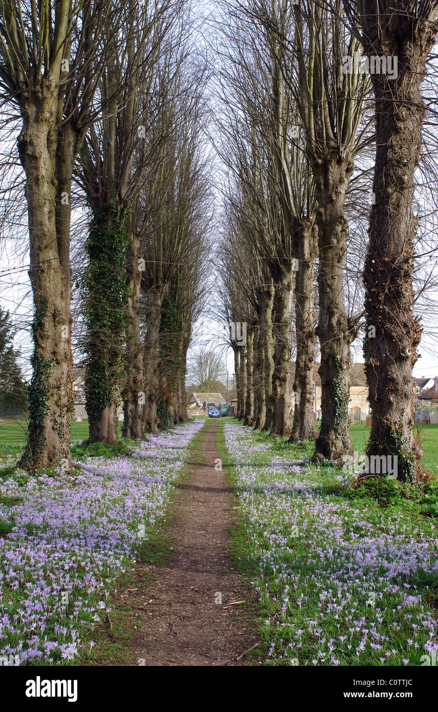 Avenue of lime trees hi-res stock photography and images - Alamy