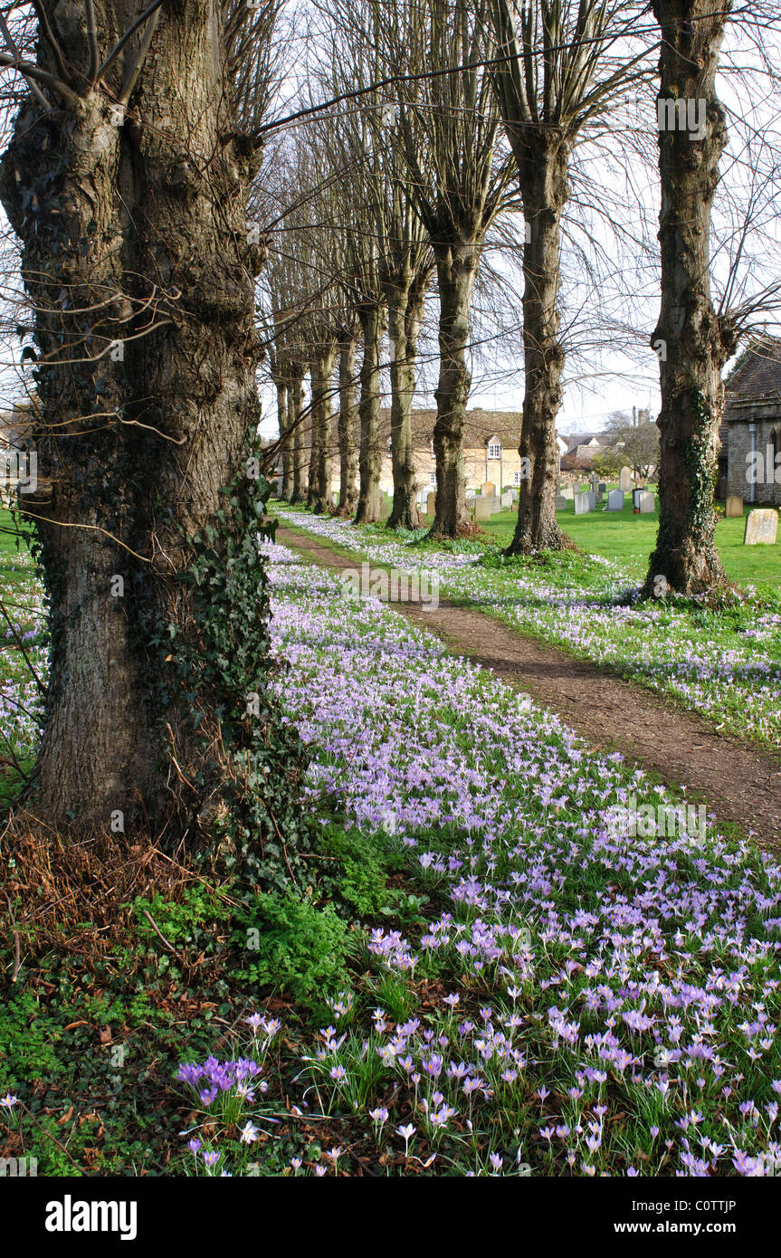 Crocuses Under Trees High Resolution Stock Photography and Images - Alamy